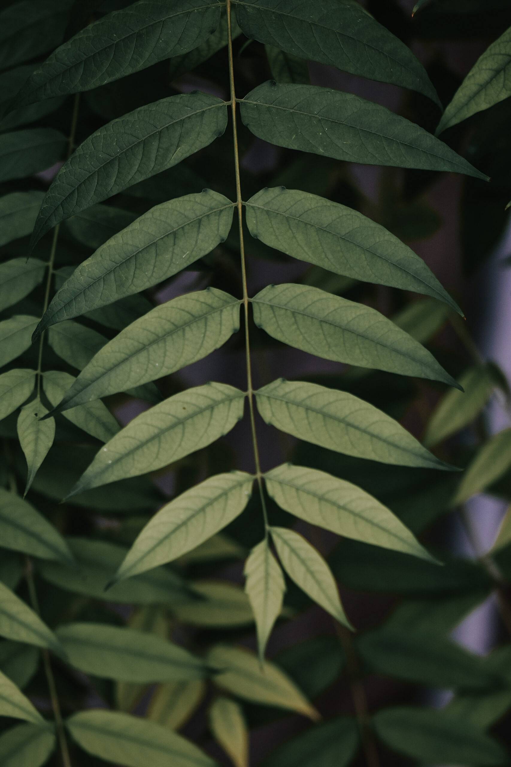 Môyôhqus (ee) "Black Ash Tree" - Mashantucket Pequot Museum and ...